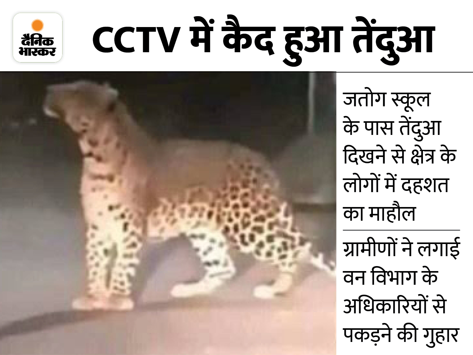 Leopard spotted in Shimla's Jatog area, CCTV footage came in front ...