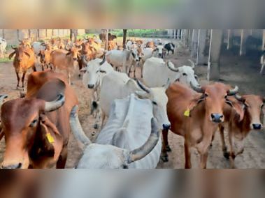 6 thousand cows in 42 cowsheds of the district, 1037 cows have died in ...