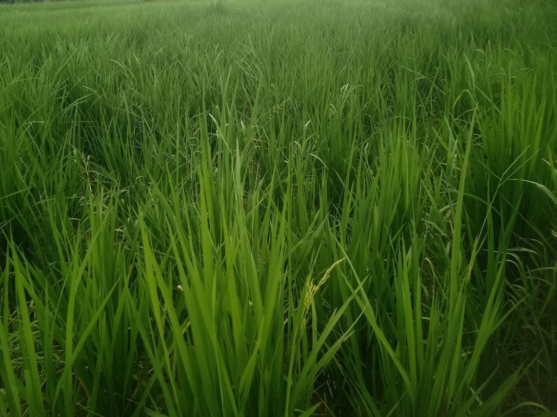 Sowing of Ravi's crop is likely to be late, fodder crisis is also looming