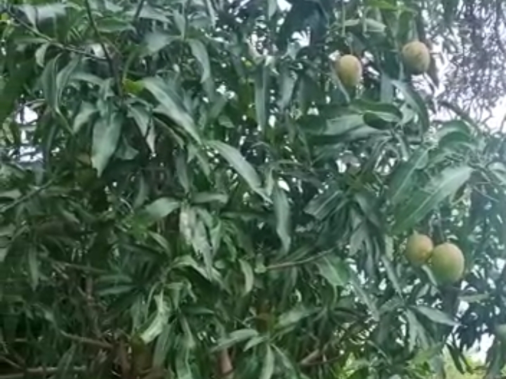 Tree gives fruit after 3 years, everyone is convinced of the sweetness ...