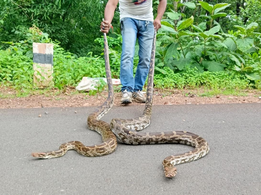 Snake friend caught 7 and 9 feet python at midnight, left safely in ...