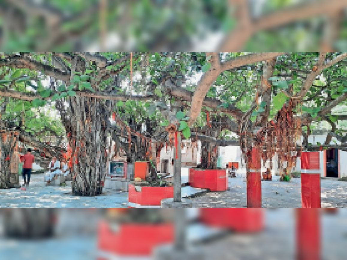 The food given to the ancestors under the Akshayavat remains Akshaya ...