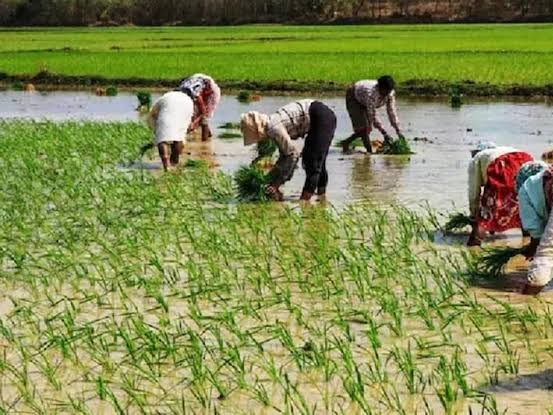 Signs of disease in paddy crop due to excessive rain, farmers worried ...