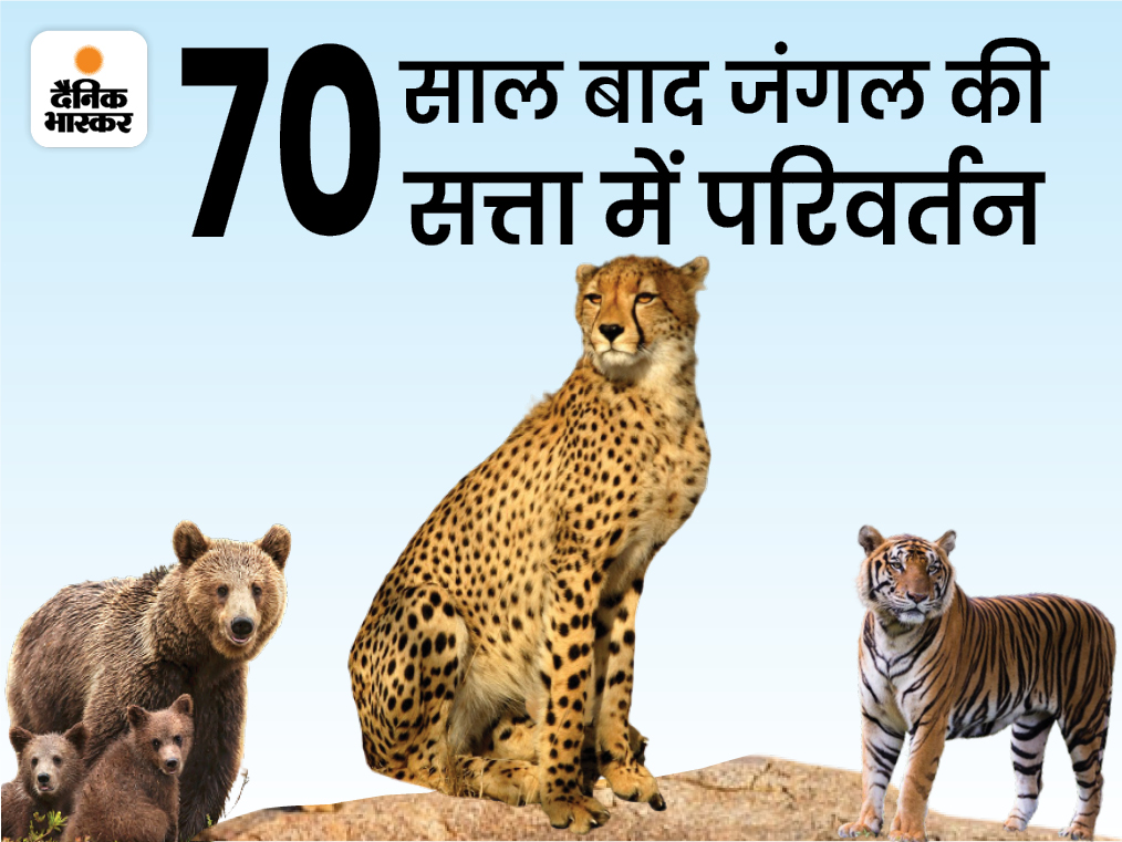 Project Cheetah Facts; Satellite Collar And Jumbo Jet Welcome Video ...