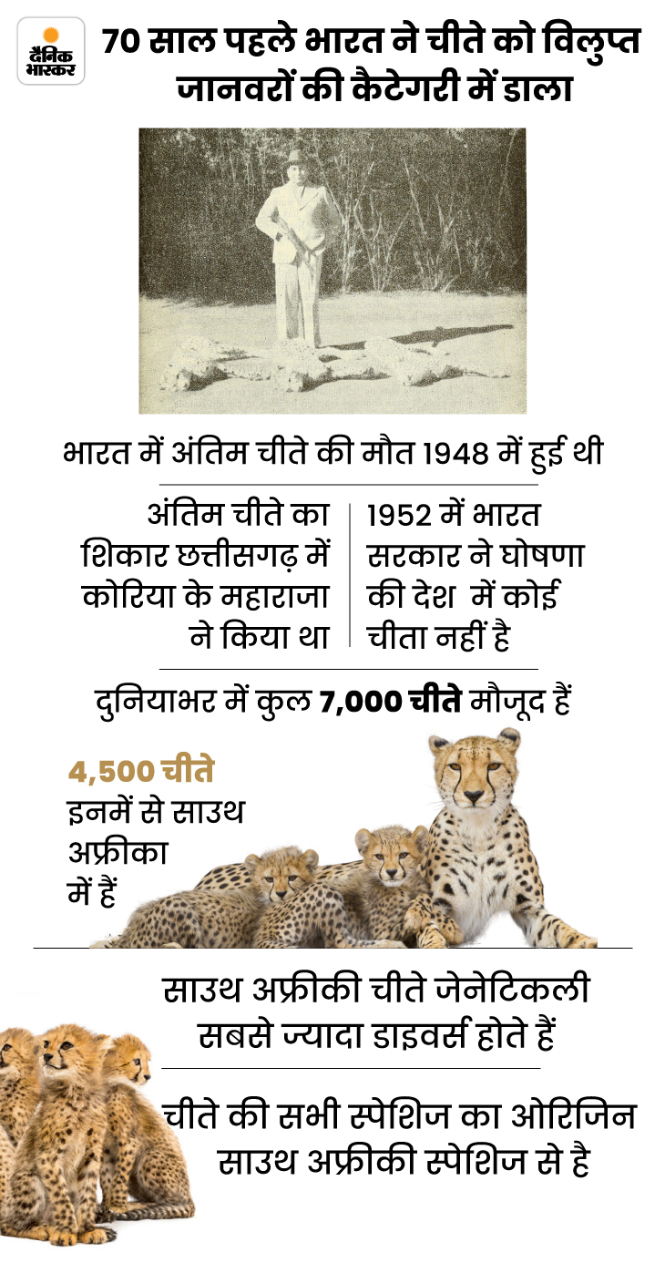 PM Narendra Modi Birthday: Interesting Facts About African Cheetah | MP ...