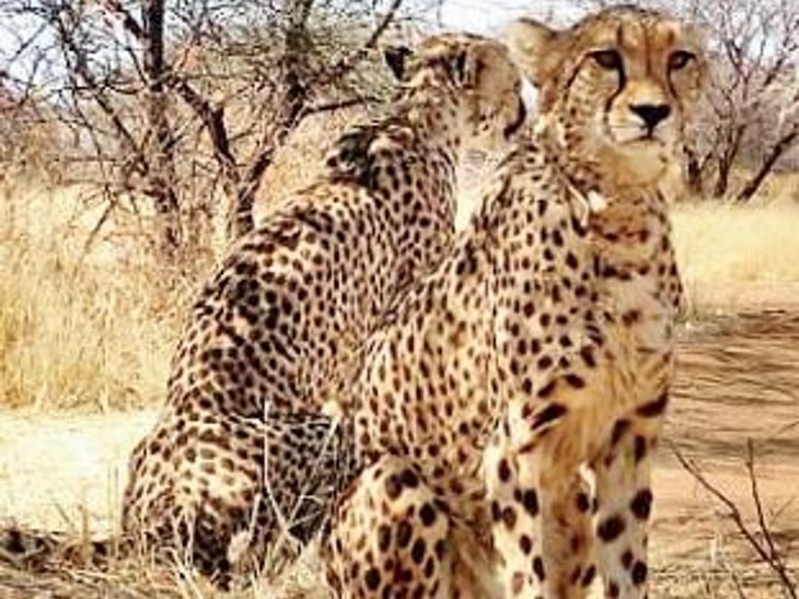 African (Namibia) Cheetah First Look; 8 Cheetahs Will Reach Kuno National Park | नामीबिया से ...