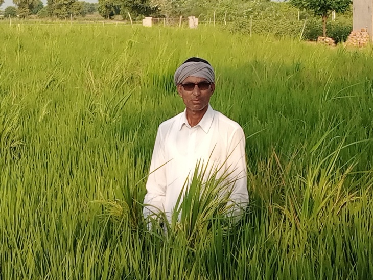 Farmer asked for compensation for crop loss | चावल का मिलावटी बीज देने ...