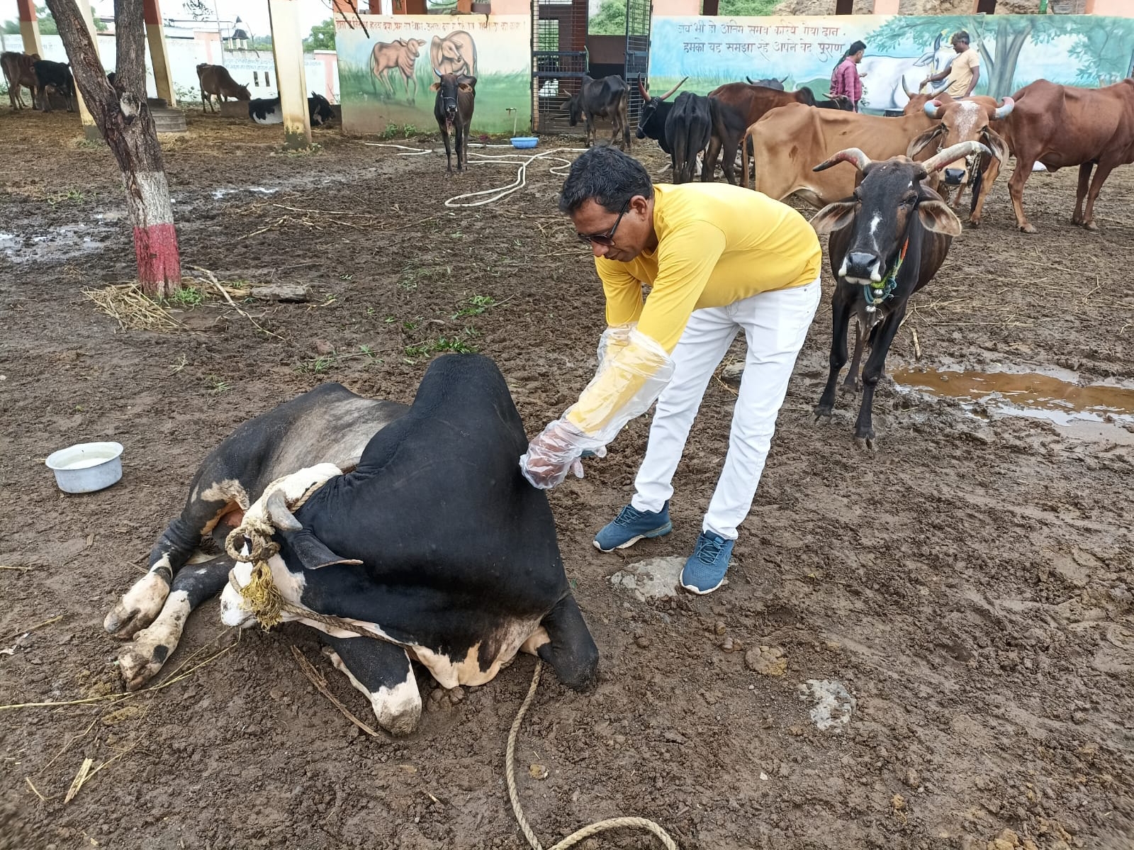 5 पशुओं में मिले लक्षण, सरकारी डॉक्टरों से करा रहे इलाज | Symptoms ...