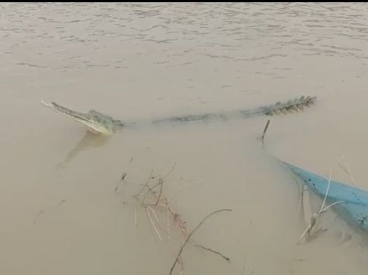 10 feet long crocodile came in the Ganges river in Patna, There was ...