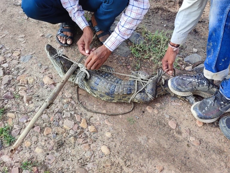 गरोठ वन परिक्षेत्र का मामला, वन विभाग टीम ने रेस्क्यू कर चंबल नदी में ...