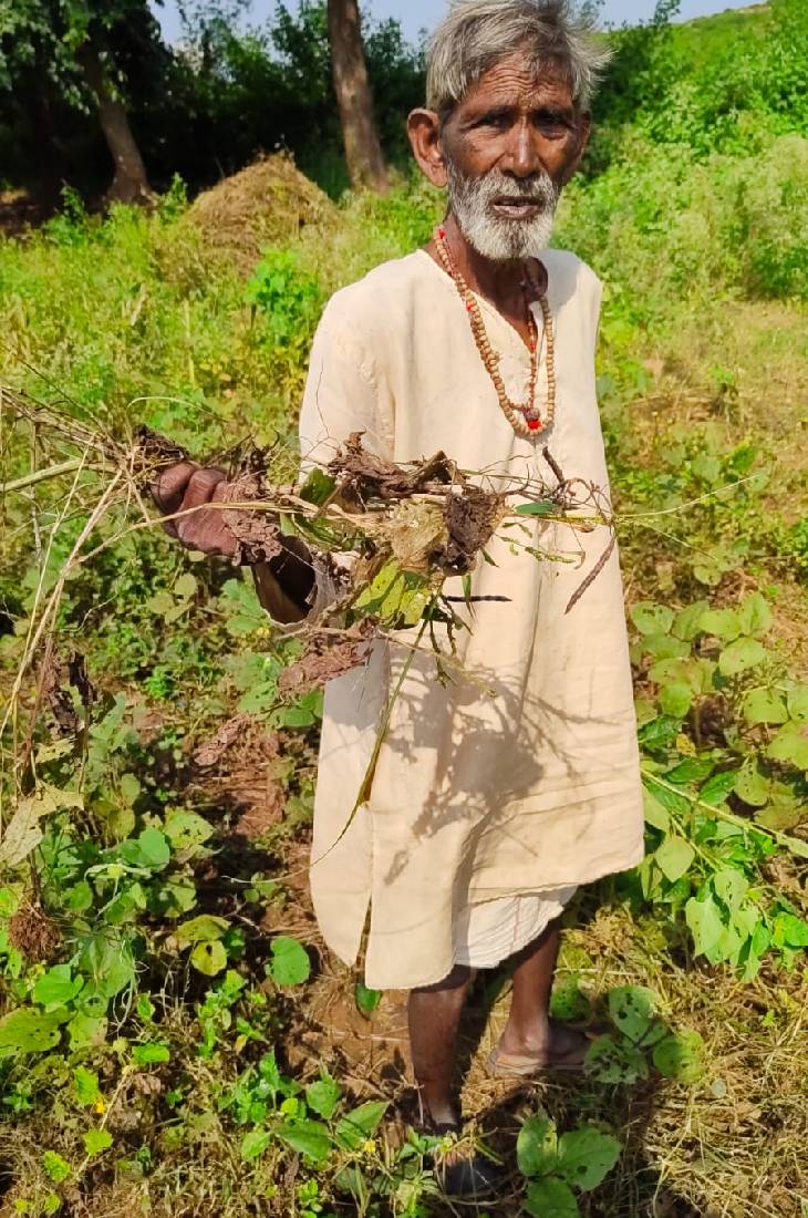 The fields are filled with water up to a foot, sprouted urd, moong and ...
