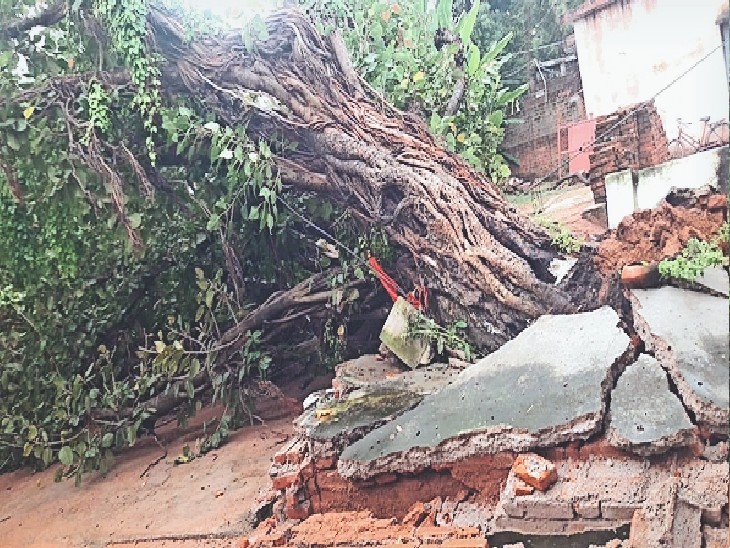 200 year old banyan tree fell, electrocuted pole fell on the house ...