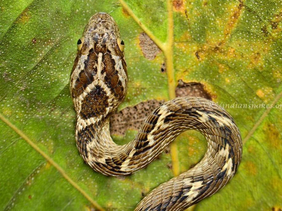 दुर्लभ प्रजाति का सांप देख पर्यटक हुए अचंभित, बिल्ली जैसी आंखों की वजह ...