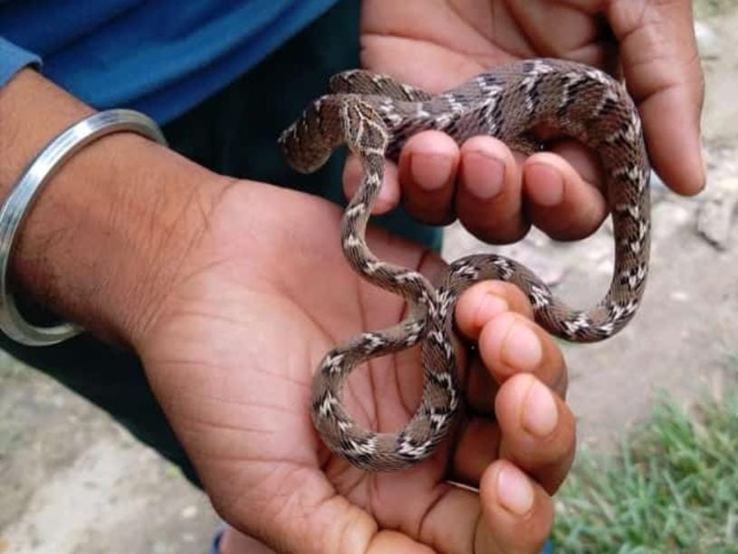Common cat snake found in Valmikinagar, Tourists were surprised to see a snake of a rare species ...