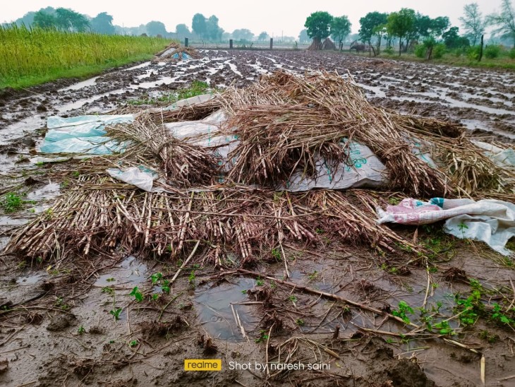 Bajra bags lying on the road under the open sky in Mandi got drenched ...