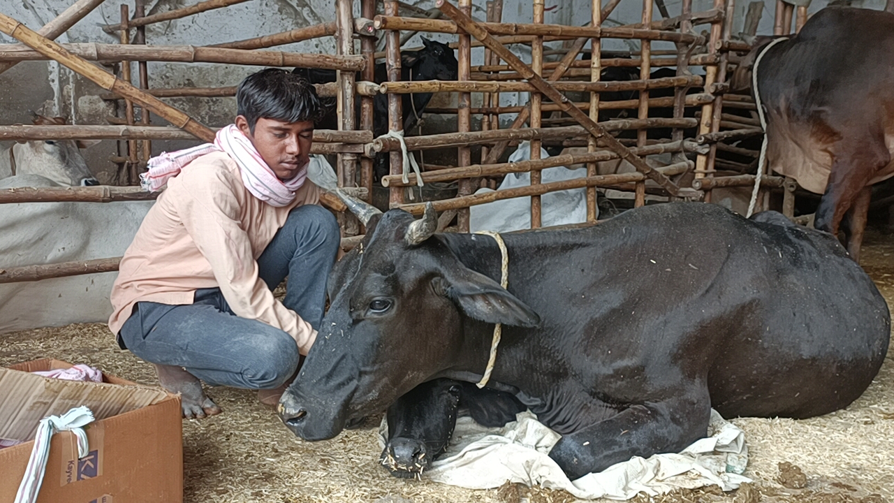 Lumpy spreading rapidly in Mathura, FIR will be made for leaving the ...