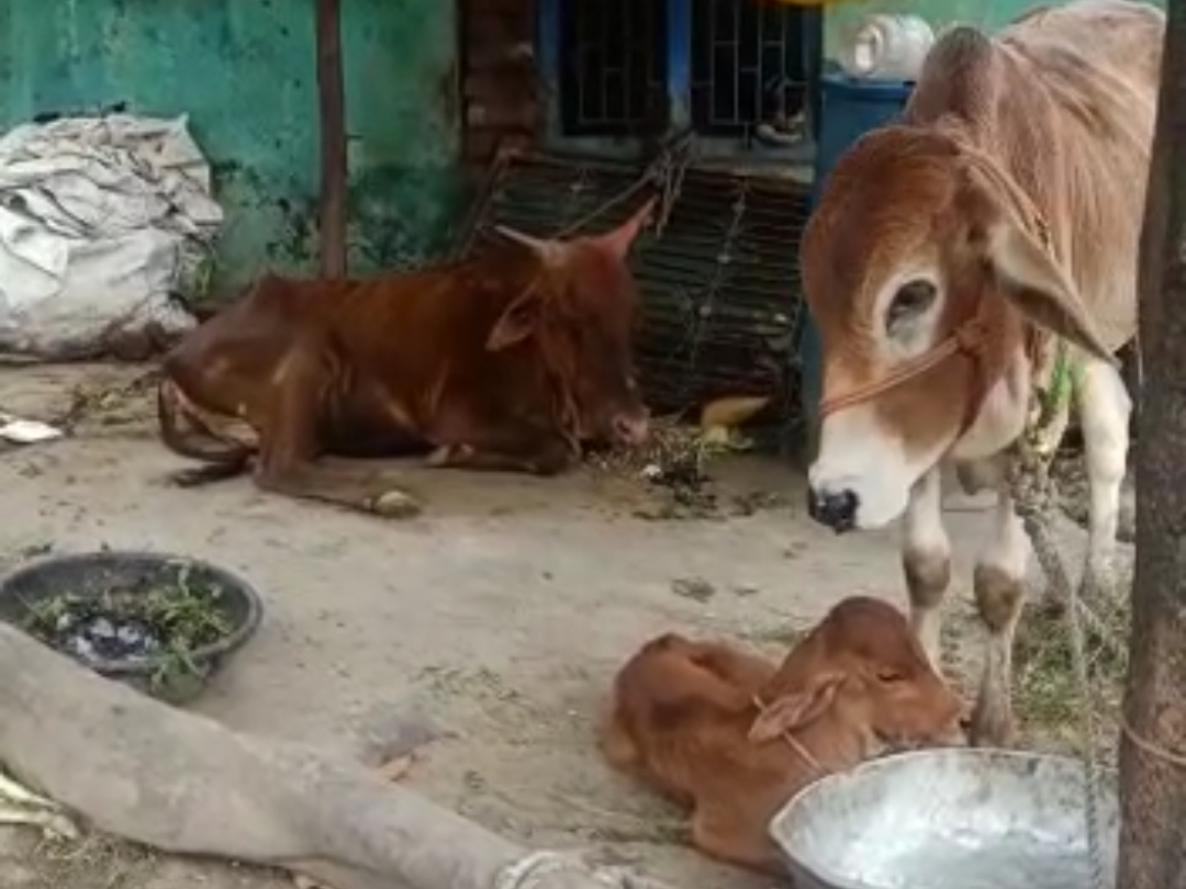 अधिकांश किसानों के घरों में गोवंश लंपी से बीमार, पशु चिकित्सा विभाग के ...