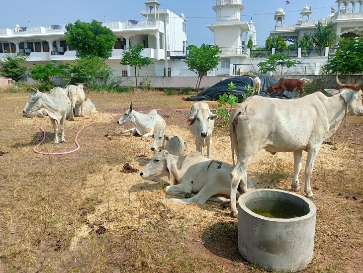 Cows health improved with the help of isolation center and cow servants ...