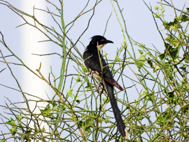 A 3-month-old guest bird from Africa will now return home | अरब सागर को ...