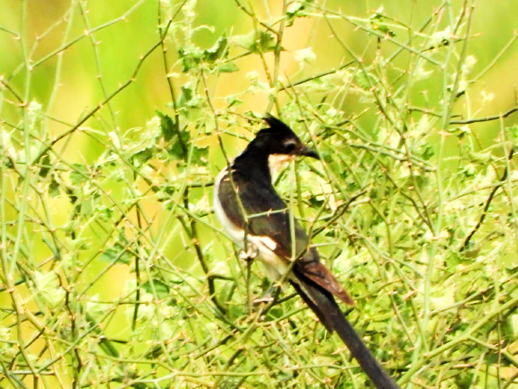 A 3-month-old guest bird from Africa will now return home | अरब सागर को ...