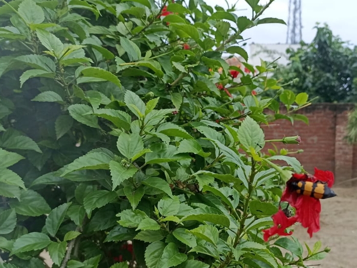 Due to less rain in Bangarmau, gujiya pests flooded | बांगरमऊ में कम ...