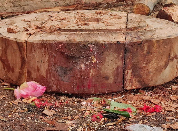 The ritual was completed by sacrificing the wheel, goat and mongri fish ...