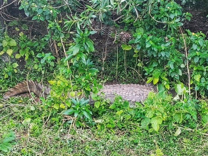 People panicked after seeing crocodile on the road in Delwara of Mount ...