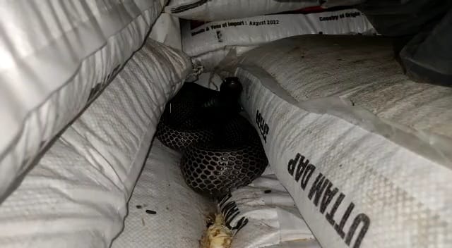 Cobra Snake Eats Divad Saap Video | Narmadapuram (Hoshangabad) | ढाई ...