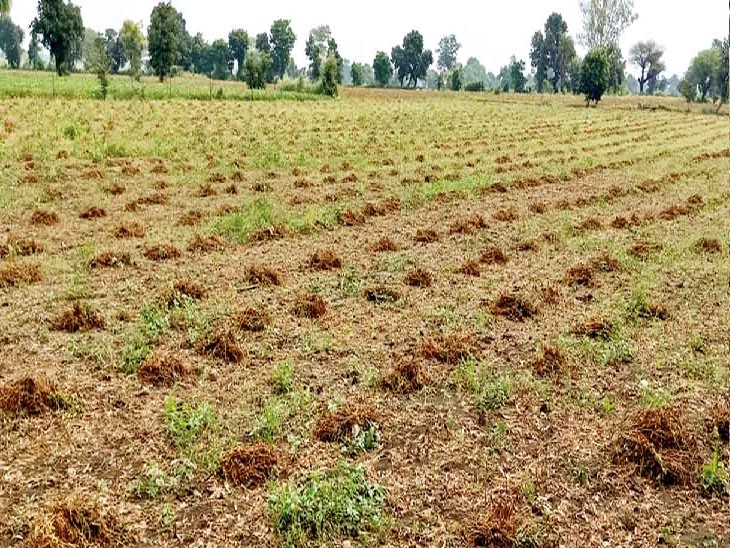 The last rain of monsoon is falling heavily on the farmers, due to ...