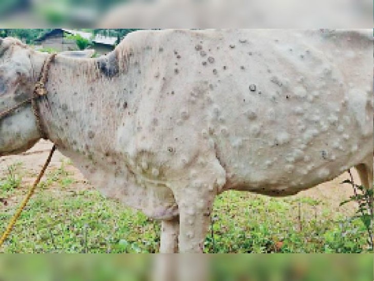 60 suspicious animals were found in 10 days, one died, six isolation ...