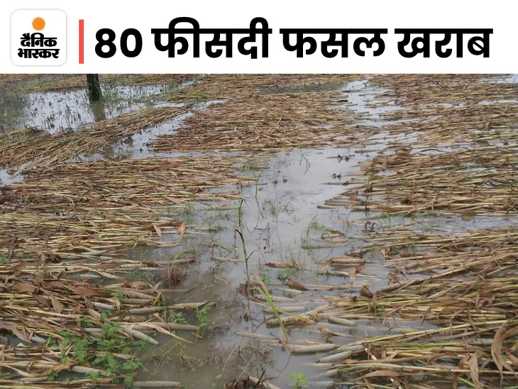 बाजरा, मूंगफली की फसल अंकुरित, किसानों की मेहनत पर फिरा पानी | Millet ...