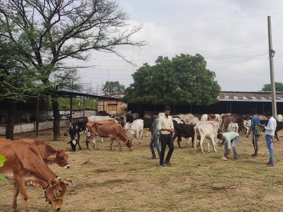 Free vaccines to prevent lumpy virus for 300 cows | लंपी वायरस: 300 ...