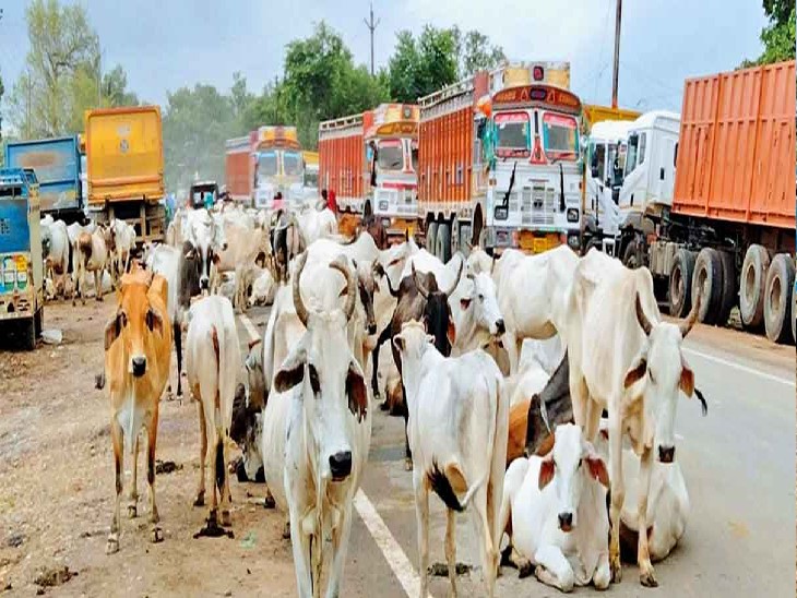Isolation center empty, cattle suspected of lumpy virus wandering on ...