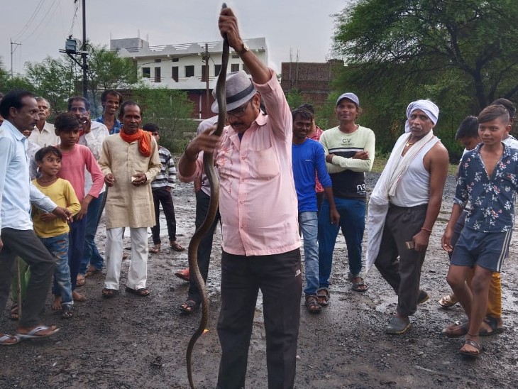 7 feet long snake was sitting in the bathroom of the house with a ...