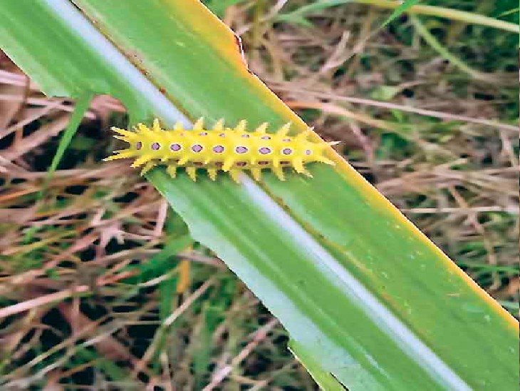 In the sugarcane field, the young man was bitten by poisonous insects ...