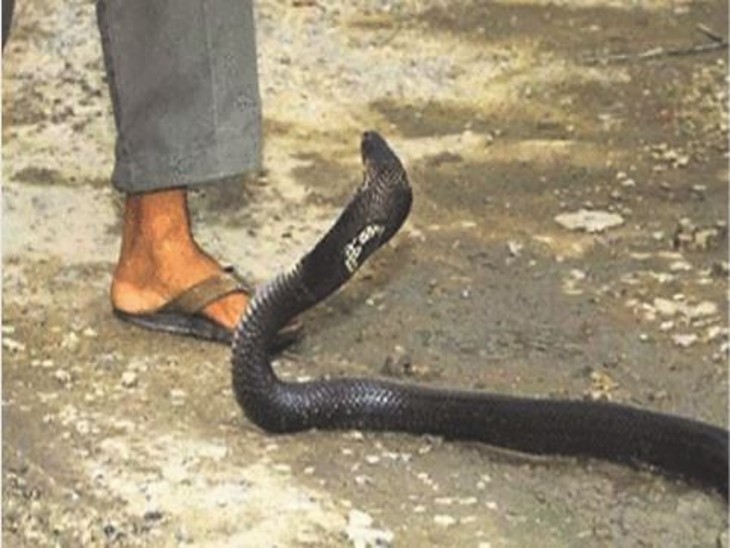 Snakebite patients increased four times, PBM reaching five every day ...