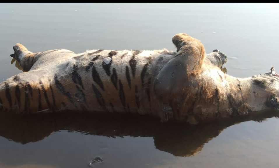 MP Tiger Death | Pench Reserve Tiger Body Found In River Near Badalpar ...