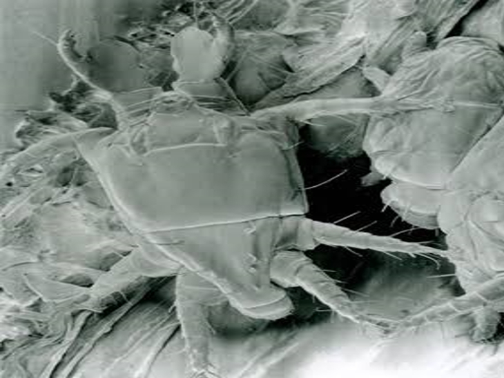 Crop wasted from two to five quintals in acre, outbreak of panicle mite ...