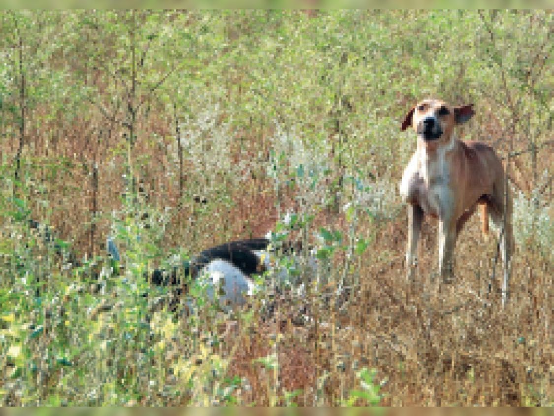 In 7 years, stray dogs cut 408 deer, corresponded 49 times, yet the ...