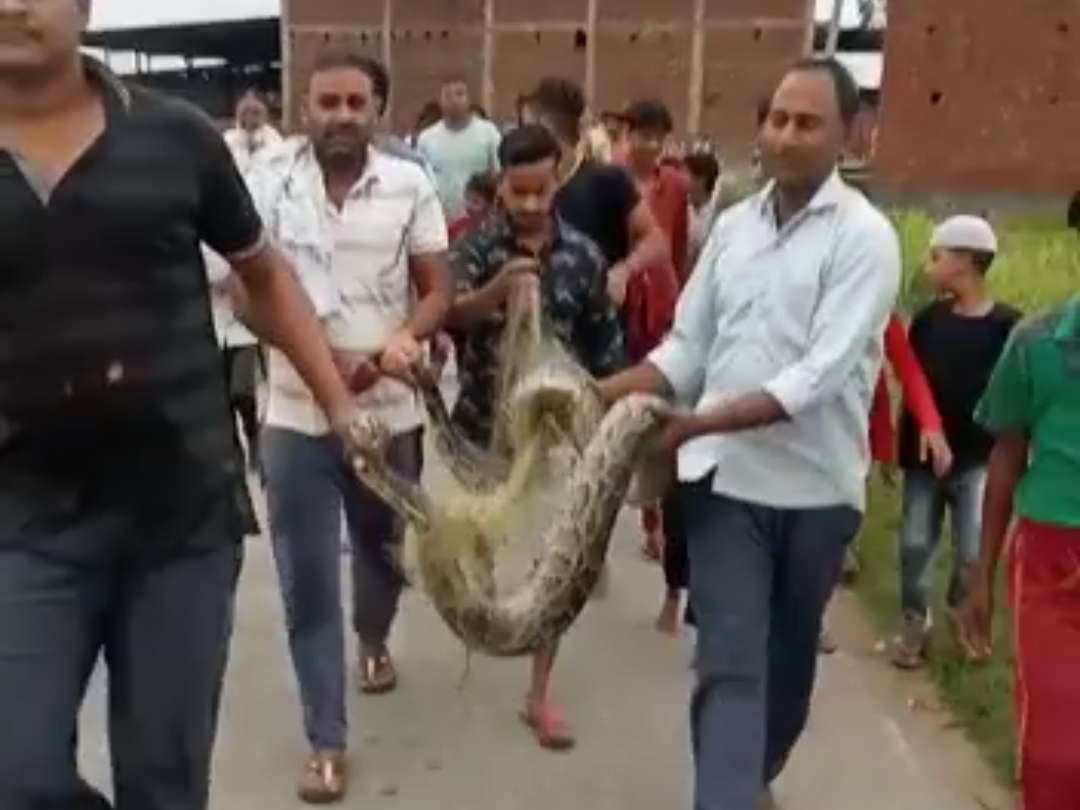 Yellow colored giant python reached in population in Khurja Villagers ...