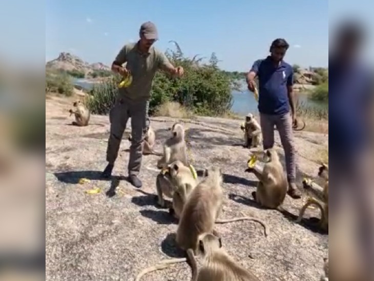 Jawai Dam became a disaster for monkeys in Rajasthan's Pali | बंदरों के ...