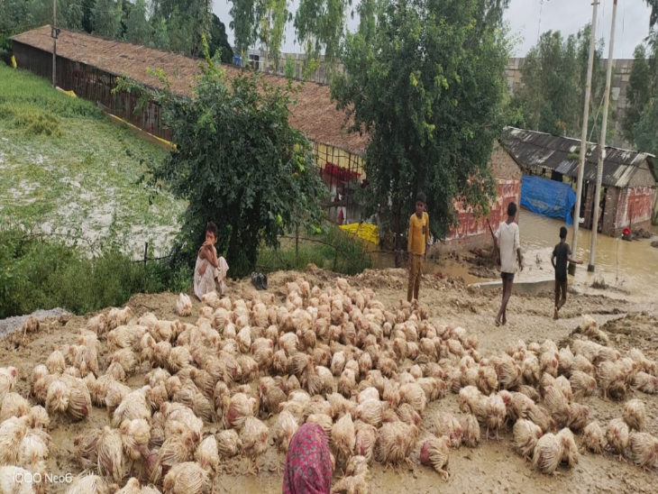 Hundreds of bighas of crop destroyed, chickens drowned in poultry farm ...