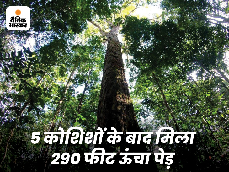 Tallest tree in Amazon rainforest found after three years and four ...