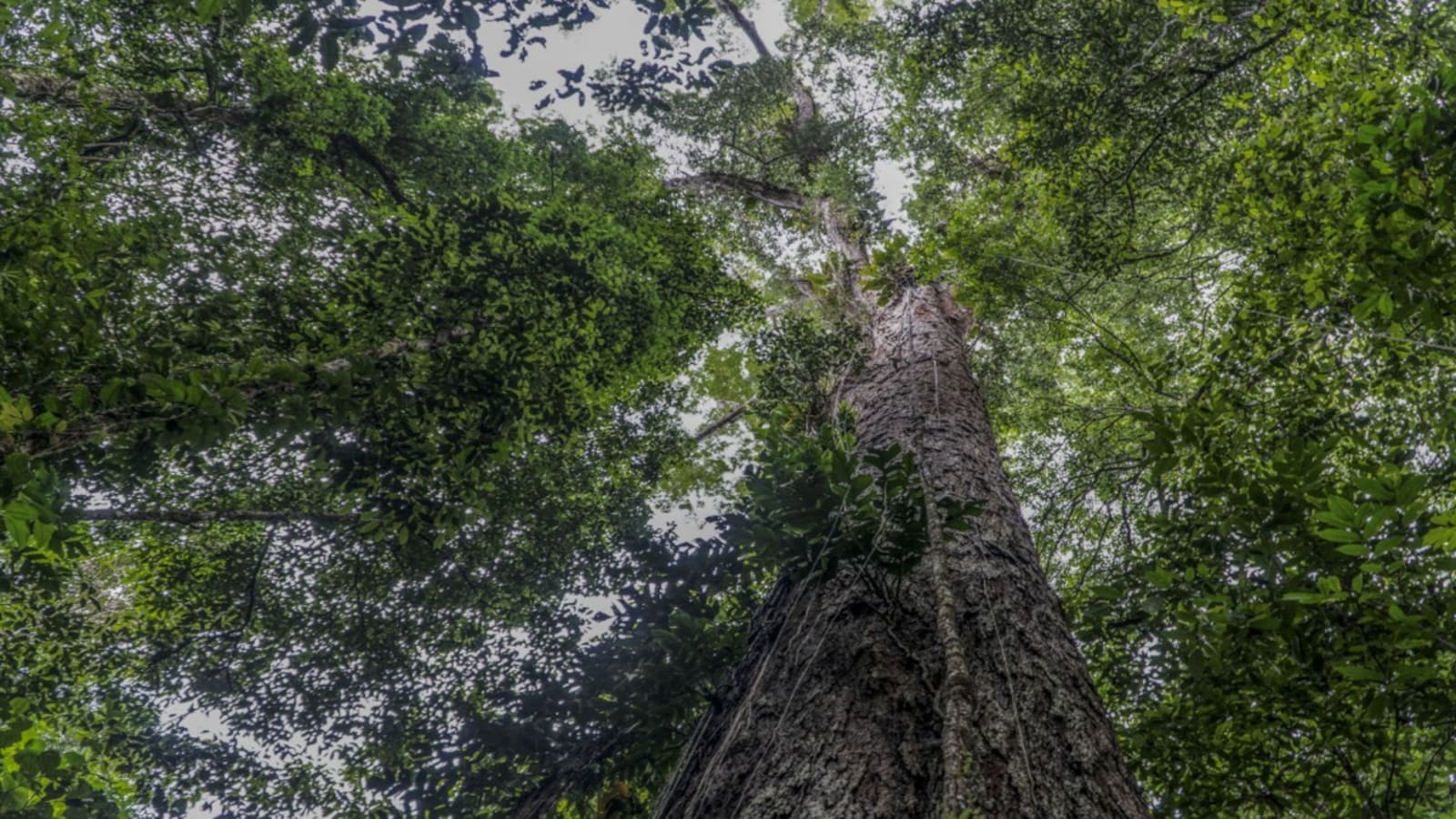 Tallest tree in Amazon rainforest found after three years and four ...