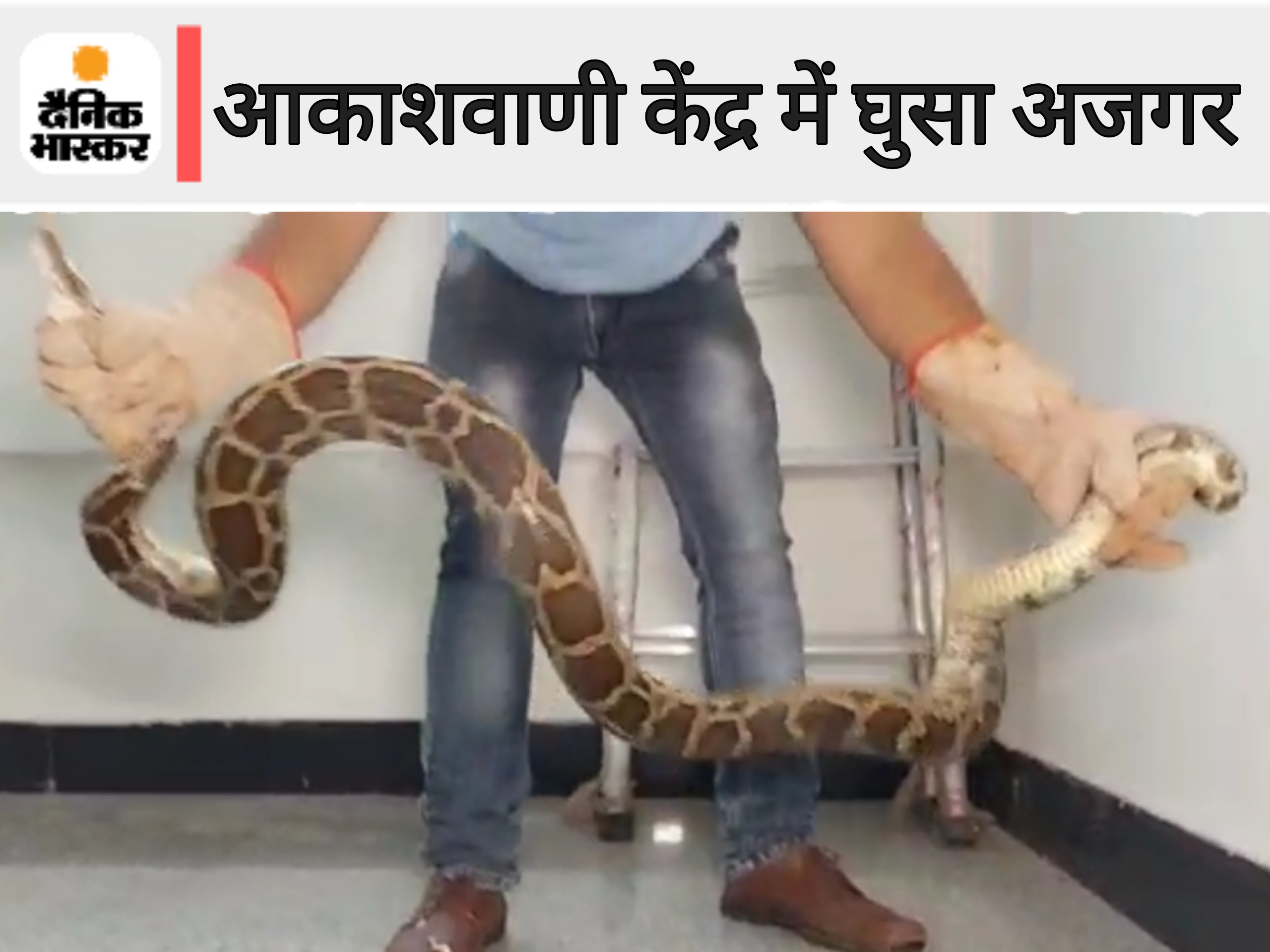 Eight feet long python found in Etawah, VIDEO | इटावा में आठ फीट लंबा ...
