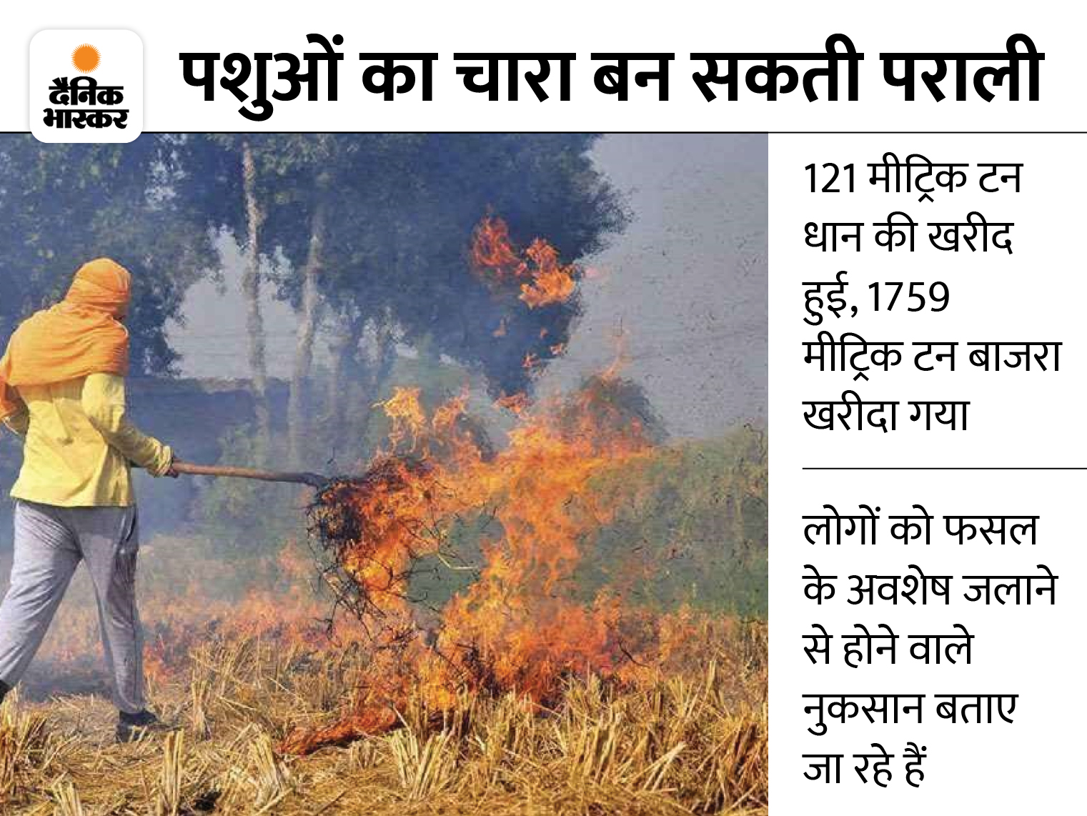 Section 144 implemented in Rohtak, ban imposed on burning of paddy ...
