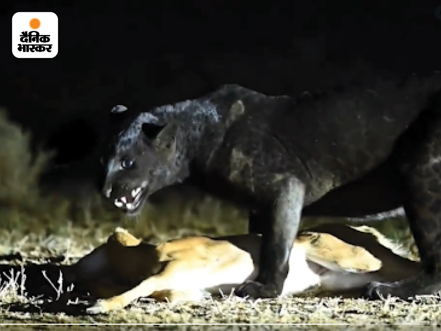 black Leopard Hunting Deer Video Goes Viral | IFS Officer Susanta Nanda