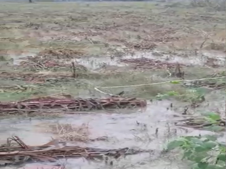 Crops rotting in the fields due to excessive rain, ruined farmers look ...