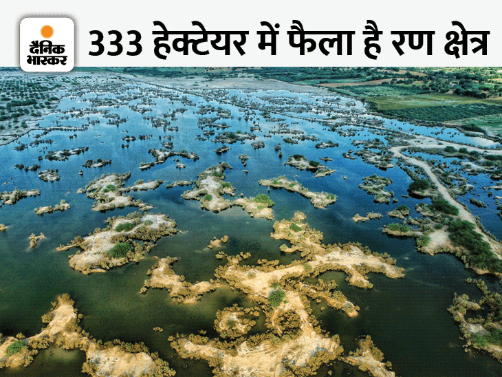 Rajasthan Rainfall Photos; Jhakarda Saltwater Rann Converted In Islands ...