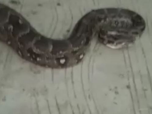 Cattle were hunted by python, forest department team released python in ...